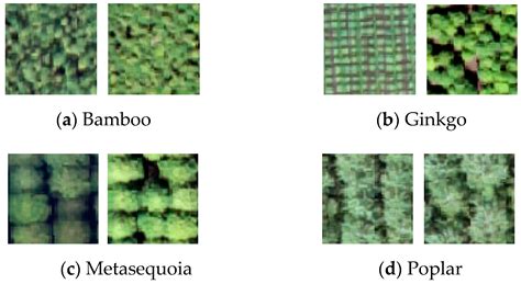 Tree Species Classification In Uav Remote Sensing Images Based On Super Resolution