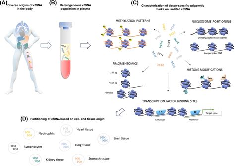 Profiling Disease And Tissue Specific Epigenetic Signatures In Cell