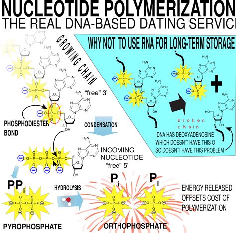 Nucleic Acids Trivia At Arnold Emerson Blog