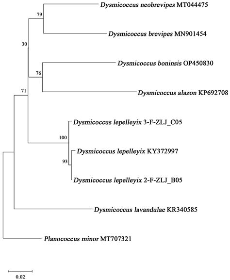 李比利氏灰粉蚧的分子鉴定方法及截获分析 Molecular Identification And Interception Analysis