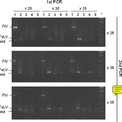 pdf evaluation of a novel nested pcr for the routine diagnosis of
