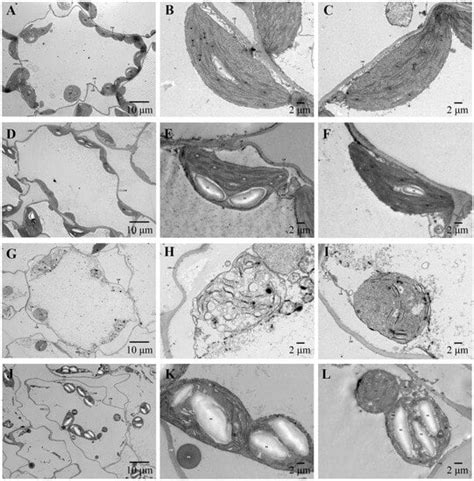 Exogenous Selenium Enhances Cadmium Stress Tolerance By Improving