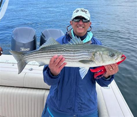 First Striper Of The Season Coastal Angler And The Angler Magazine