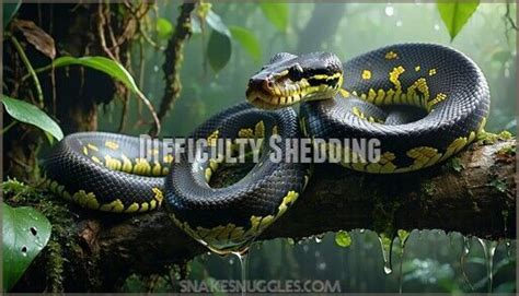 Ball Python Scale Rot Treatment Quick Cure Guide And Prevention Tips