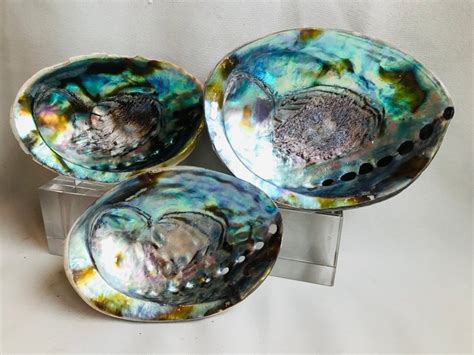 3 Beautiful Abalone Shells Clam Abalone Schelp No Reserve