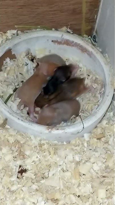 Its Cute 🥰 Chicklet Pups Youtube