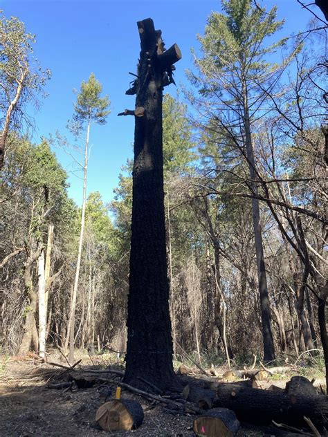 From Hazard Trees To Habitat Hotspots Land Trust Santa Cruz