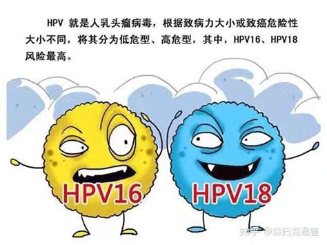 Hpv病毒能彻底清除吗？ 知乎