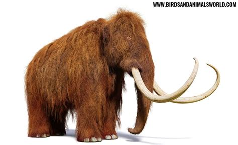 Woolly Mammoth Facts Habitat Diet Behaviour And Fun Insights
