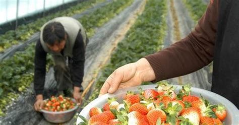 제천 얼음딸기 출하 한창
