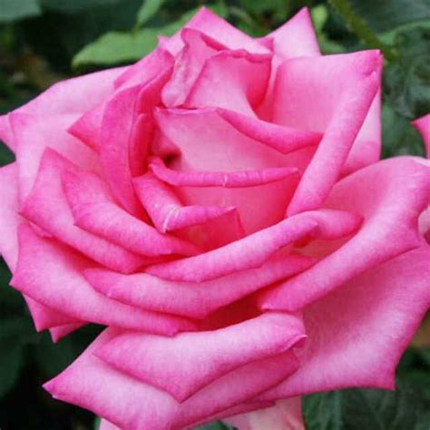 esmeralda Rose Seedlings Flower Seeds Perennial Growing Bonsai Corms ...