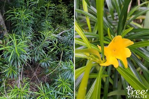 30 Common Trees In Hawaii Native And Introduced Species