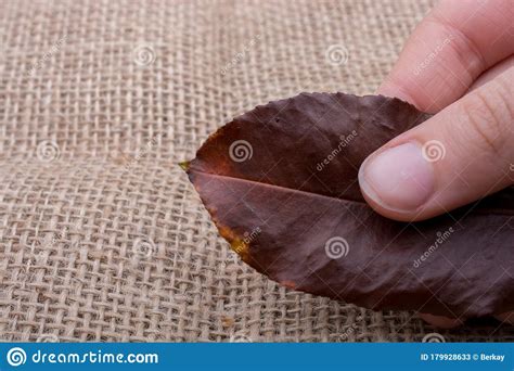 Tree Leaves Over A Notebook Page Stock Image Image Of Page Ecology