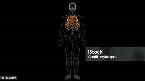 Emberi Csontváz Anatómia Rib Cage 3d Renderelés Témájú Stock Fotó Kép
