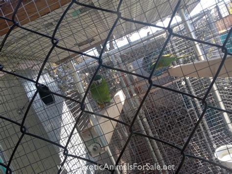 Mini Macaw Pair For Sale