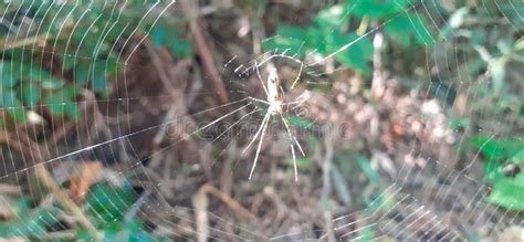 Spider Web Scene Stock Image Image Of Intricate Attract 204624637