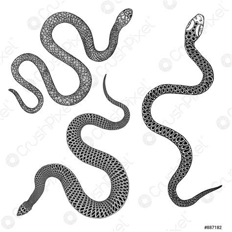 Conjunto de serpientes dibujo ilustración serpiente negra aislada en