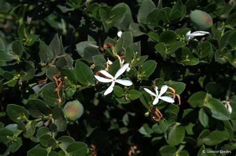 Carissa Macrocarpa Plantbook
