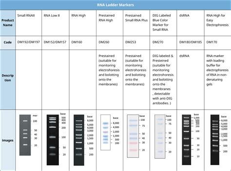 Rna Markers Products Bdl・biodynamics Laboratory Inc