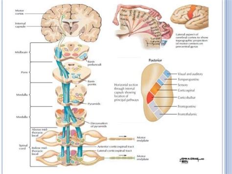 Reticular Formation Cross Section The Midbrain Colliculi Peduncles