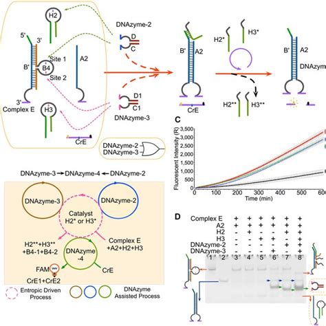 Cheng Zhang Principal Investigator Phd Peking University Beijing Pku Laboratory Of