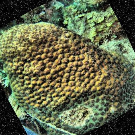 Coral Rrrrrr Object Detection Dataset V7496 2024 02 28 11 20pm By