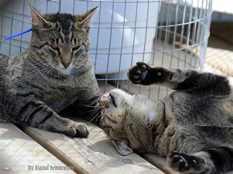 Alainas View Peckers And Paws Photography Kitty Monday Catnip Kitties Pt 1