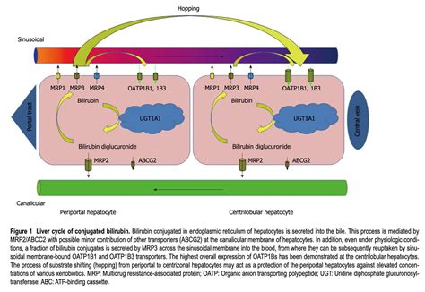 Why Do Patients With Liver Injury Or Dysfunction Have Conjugated Hyperbilirubinemia If
