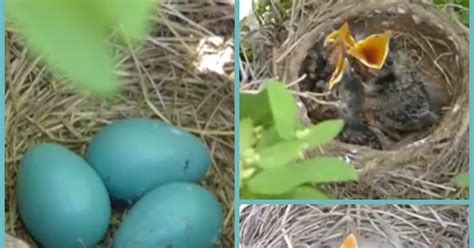 Blue Jay Eggs Hatching
