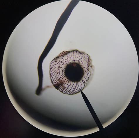 Biology 1011 Lab 1 Lab 5 Quiz Flashcards Quizlet