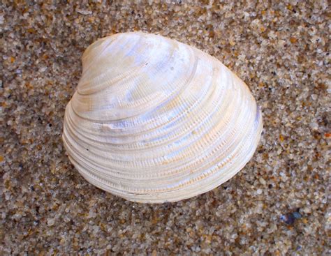 Oldest Clam Ever Recorded