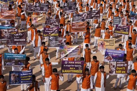 Morocco Are Violently Killing Free Roaming Dogs