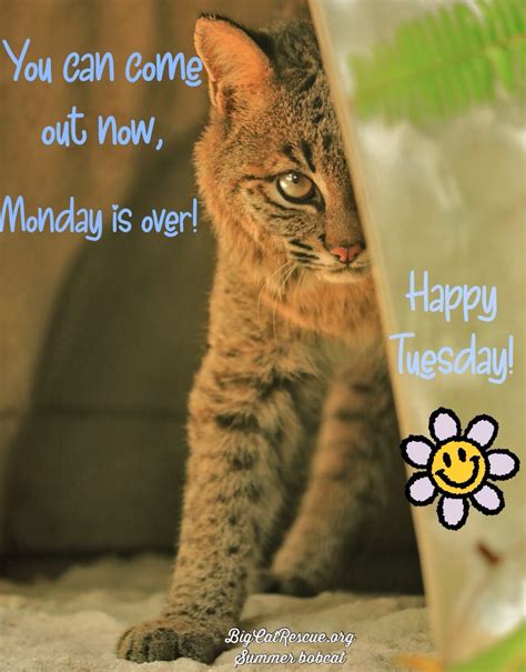 Happy Tuesday Cat
