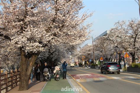 3월 벚꽃에 4월 벚꽃축제 대략난감안동시 벚꽃없는 축제 막자 프로그램 전진배치