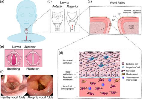 Human Vocal Fold Anatomy And Cellular Composition A Anatomical Download Scientific Diagram
