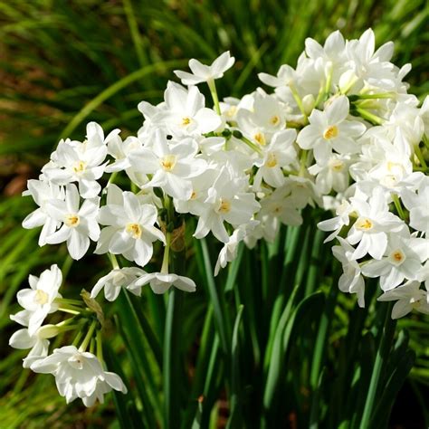 Fragrant Paperwhite Narcissus White Daffodil Flowers 6 Bulbs