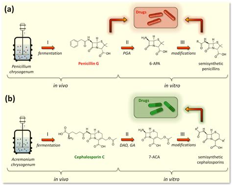 Industrial Production Of Antibiotics In Fungi Encyclopedia MDPI