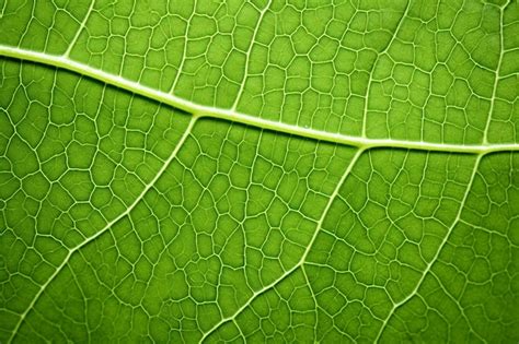 Premium Photo Macro Graph Of A Green Leaf Premium Photo Macro Graph Of A Green Leaf