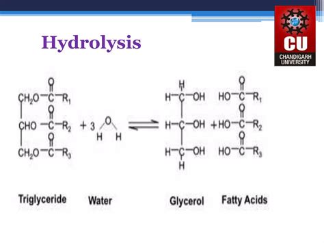 Triglycerides Pptx