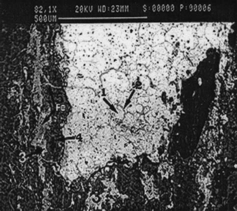 Surface View Of The Blade Tip Download Scientific Diagram