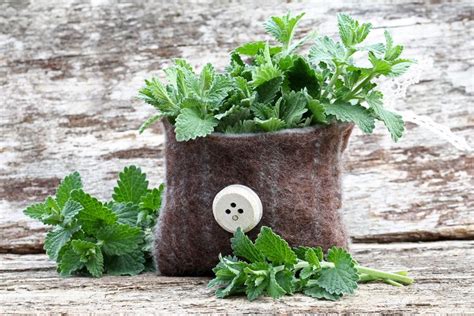Foto Cara Menanam Catnip Di Pot Tanaman Herbal Yang Kaya Manfaat