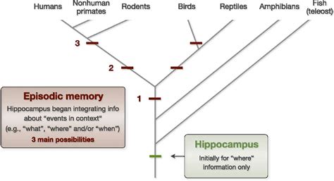 Consciousness Must Be Adaptive Selfawarepatterns