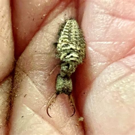 Antlion Larvae Scientific Name