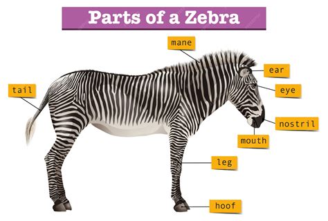 Premium Vector Diagram Showing Different Parts Of Zebra