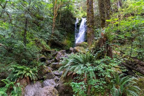 Explore The Incredible Quinault Rain Forest In Olympic National Park