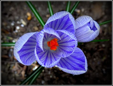 배경 화면 크로커스 꽃 피는 식물 플로라 자 봄 야생화 꽃잎 홍채 가족 Seed Plant 사프란 1902x1450 924402 배경 화면