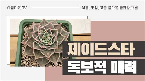 230130 감히 따라올 수 없는 매력 월요일의 제이드스타💎 아담다육몰게인설백마리아핏줄에보니 Youtube
