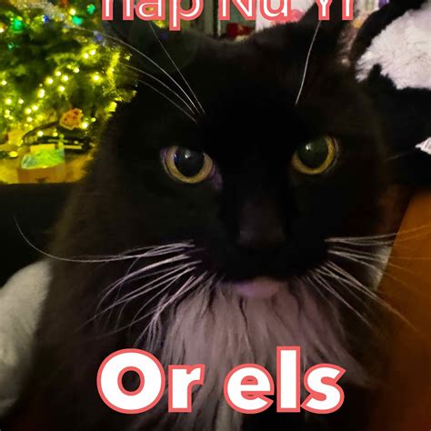 The Dolphin Gamer YouTube