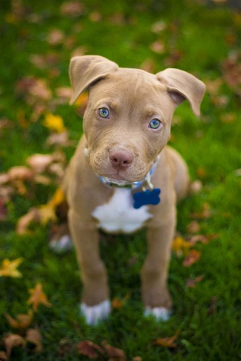 Light Skin Pitbull At Pauline Dane Blog