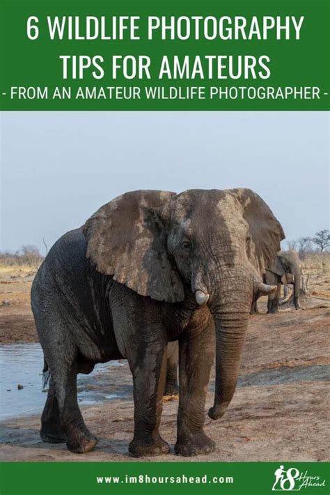 6 Wildlife Photography Tips For Amateurs From An Amateur Wildlife